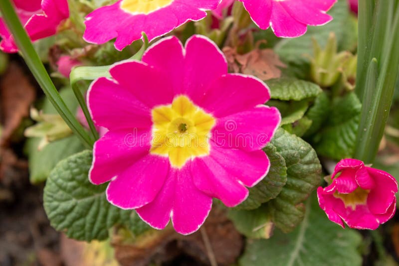Large Pink Primrose Flower in the Garden Stock Image - Image of magenta ...