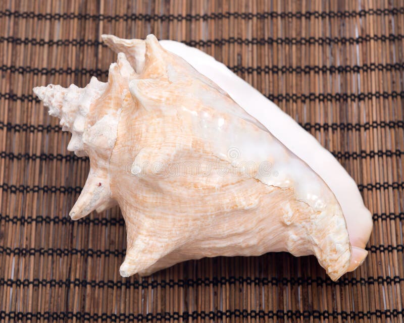 Large Pink Queen Conch Seashell Stock Image - Image of object, travel ...
