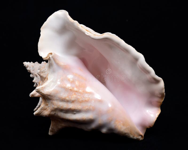 Large Pink Queen Conch Seashell Stock Photo - Image of travel, object ...