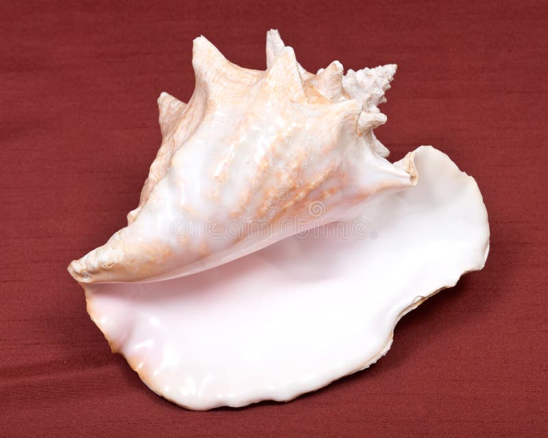 Large Pink Queen Conch Seashell Stock Photo - Image of curve, conch ...