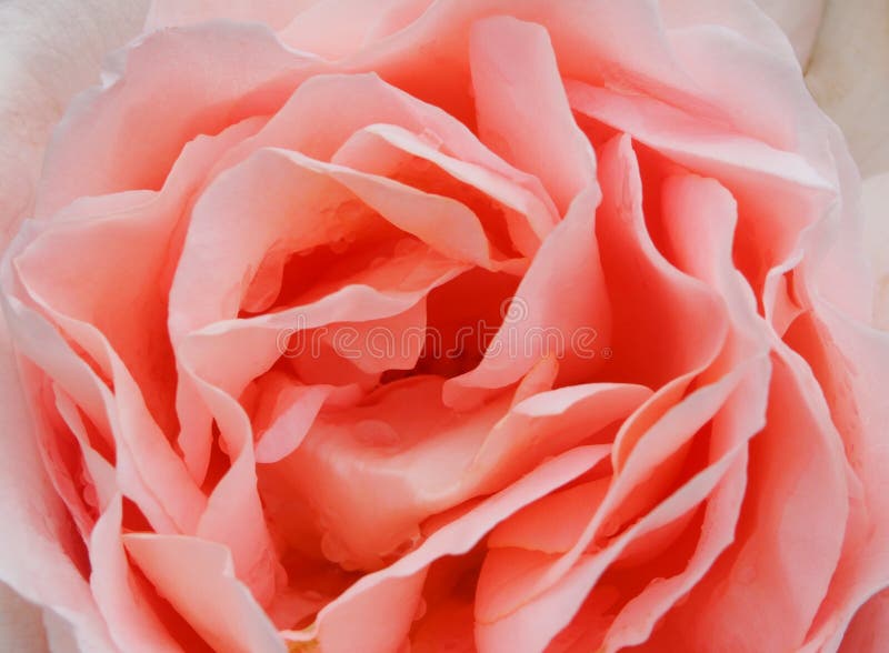 Large pink rose in closeup stock photo. Image of garden - 89404616