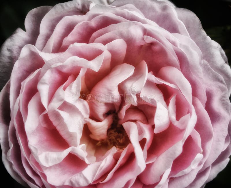 Two large pink roses stock photo. Image of bloom, background - 89399766