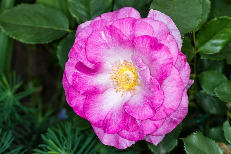 Large pink rose stock image. Image of closeup, plant - 32357873