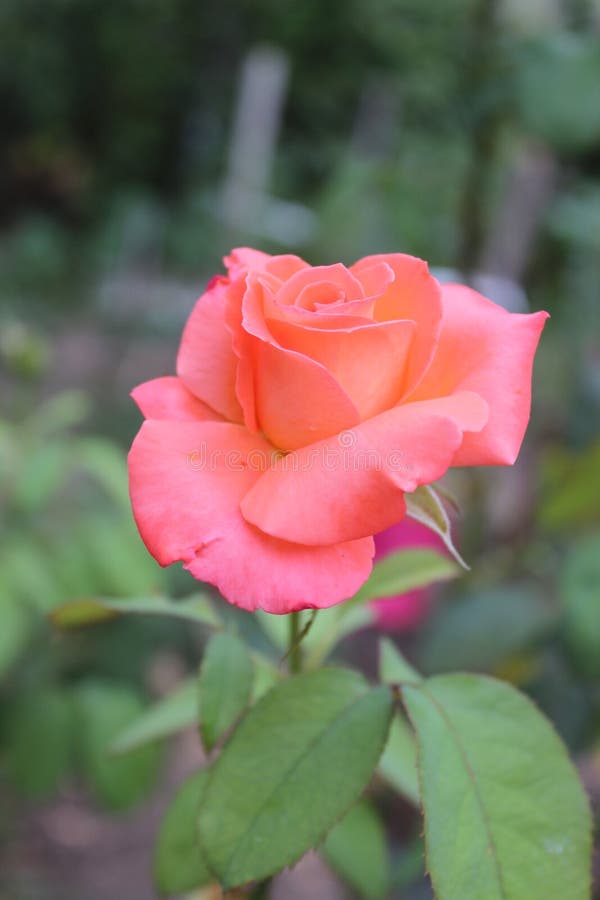 Large Pink Rose Flower in the City Park. Stock Image - Image of petal ...