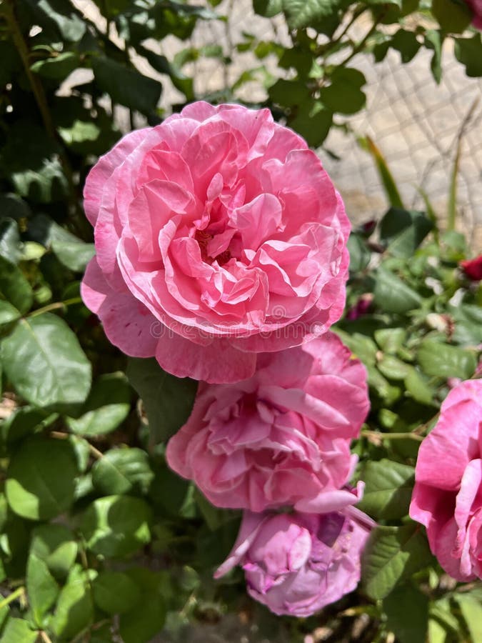 Pink Rose stock image. Image of bloom, rose, beautiful - 248388645