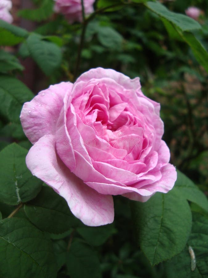 Large pink rose stock photo. Image of peony, yard, plant - 220423330