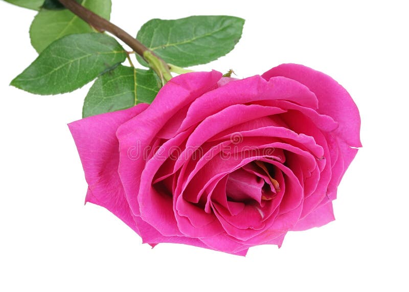 A Large Pink Rose Lies on the Table Close-up Isolated Stock Image ...