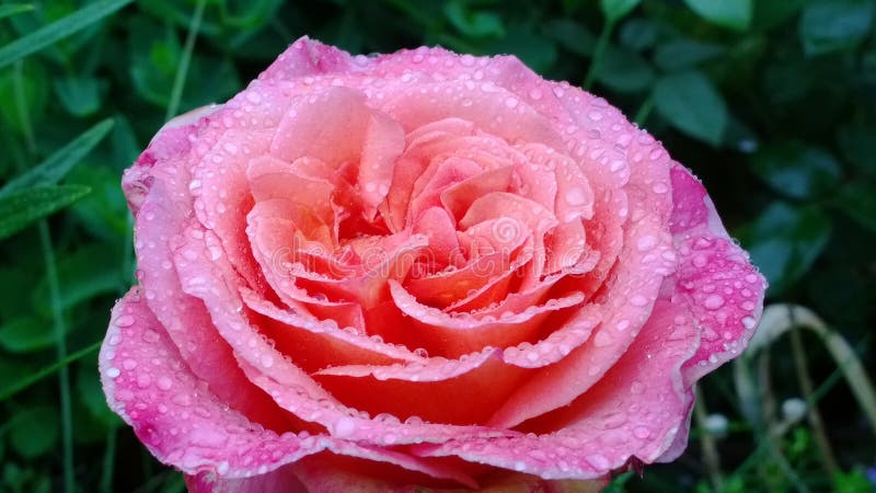 Large Pink Rose with Rain Drops in the Garden Stock Photo - Image of ...