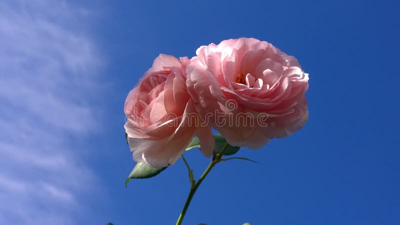 Large Pink Roses Against a Blue Sky Stock Image - Image of blossom ...