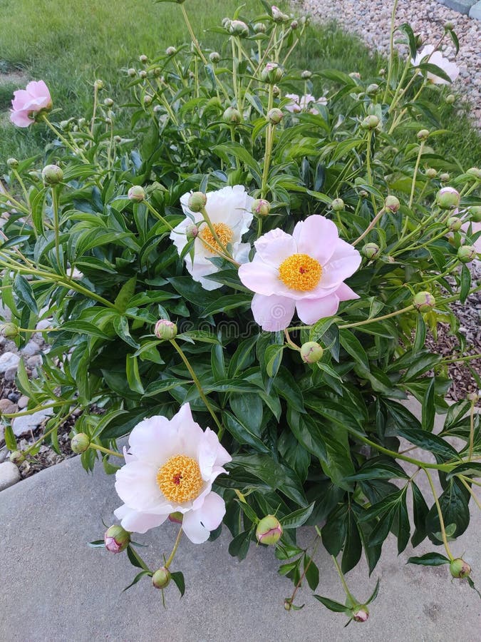 Large Pink Roses Blooming only in June Stock Image - Image of june ...