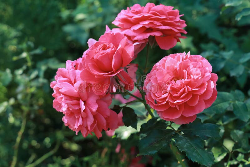 Large Pink Roses Grow on a Green Bush Stock Photo - Image of fresh ...