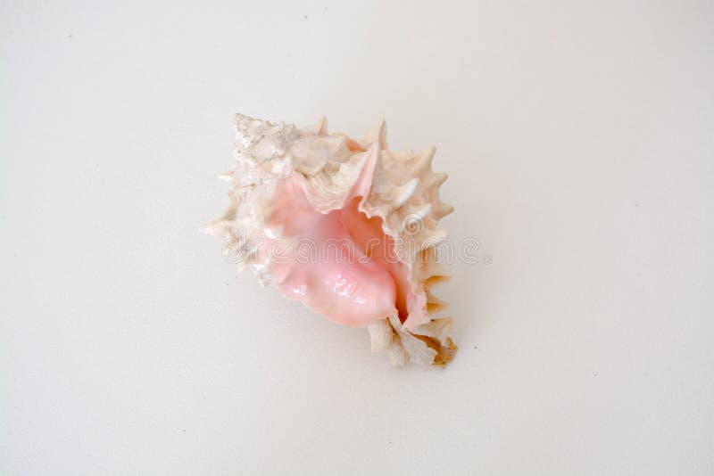 Large pink seashell stock image. Image of water, star - 76029495