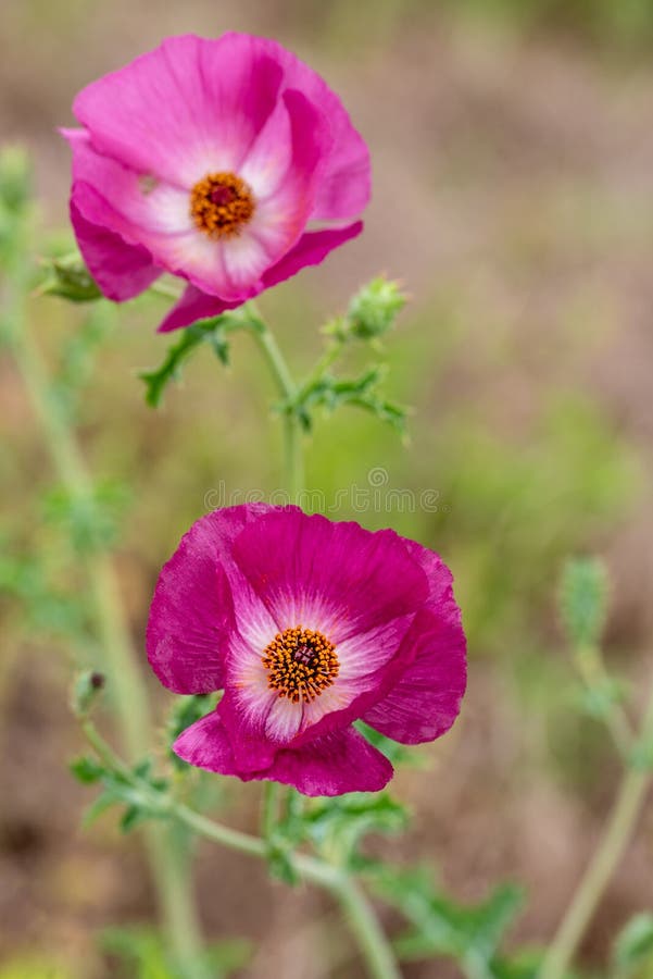Large Pink Thistle Blooms Growing Wild with Shallow Background Stock ...