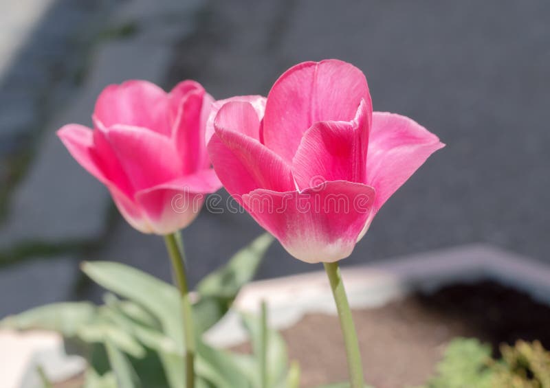 Large pink Tulip stock image. Image of flowers, clean - 95572089 Large pink Tulip stock image. Image of flowers, clean - 95572089