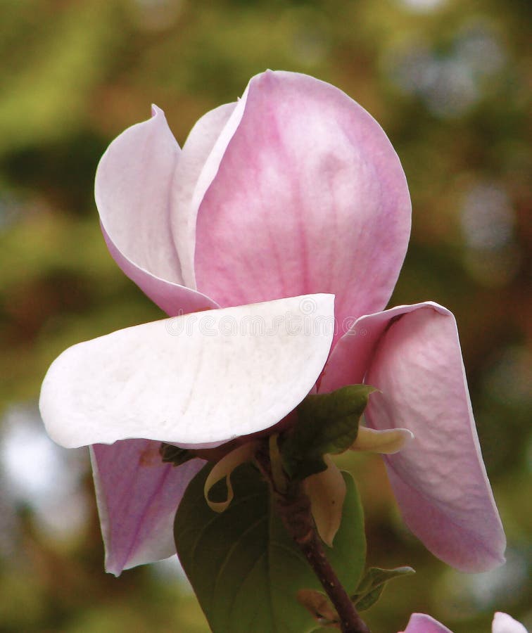 Large tulip tree flowers stock image. Image of magnolia - 256127491 Large tulip tree flowers stock image. Image of magnolia - 256127491