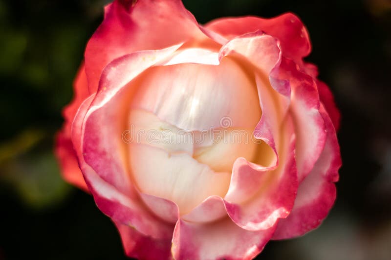 Large Pink and White Dipped Rose Growing in the Garden Stock Photo ...