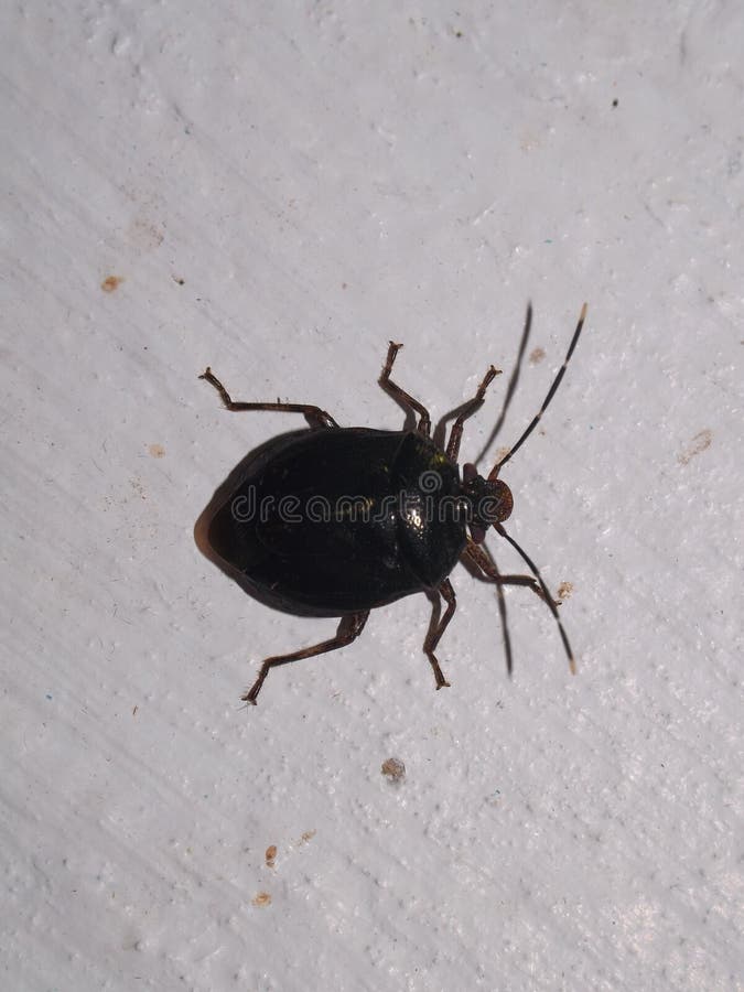 A Large Plain Black Tropical Beetle (order Coleoptera) Stock Image ...