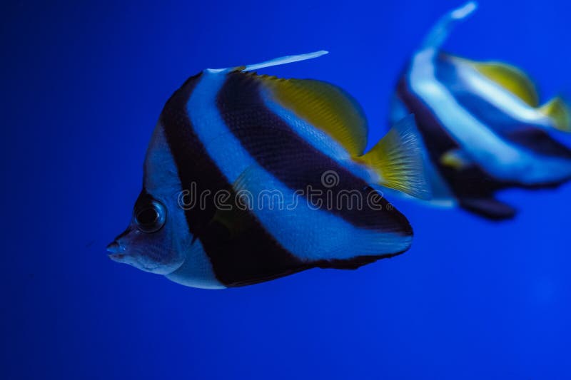 Large Plan Fish Angel Floating in Crystallically Clean Water ...