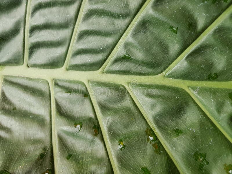 Large Plant, Textured Background Sheet Stock Image - Image of sheet ...