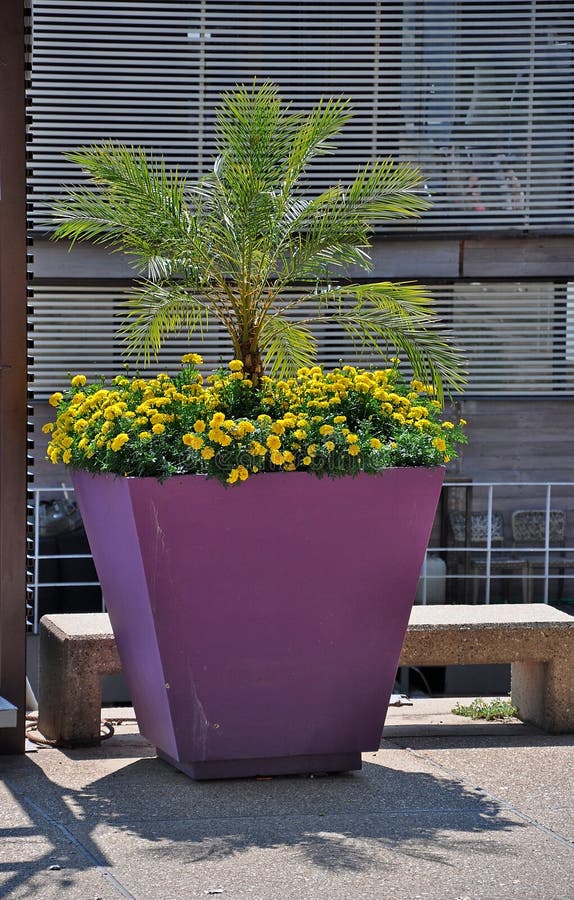 Large Planter with Yellow Flowers Stock Image - Image of yellow, large ...
