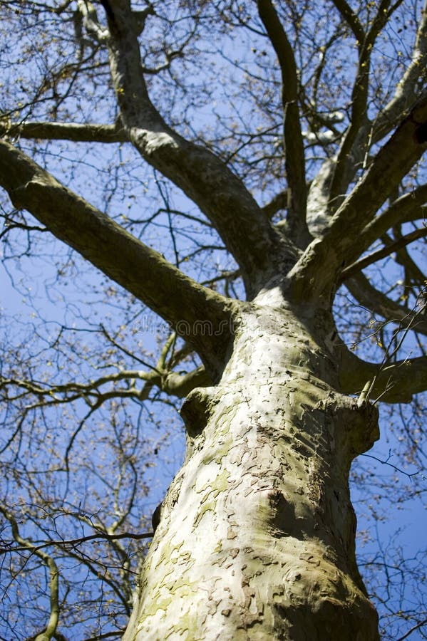 Large Platan Tree Botom View Stock Photo - Image of saturated, close ...
