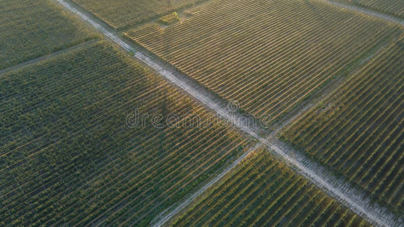 Large Plots with Fruit Trees Separated by Roads Stock Photo - Image of ...