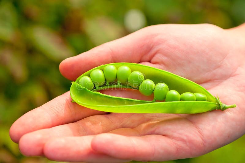 Large Pod of Peas on Female Palm Stock Photo - Image of harvesting ...