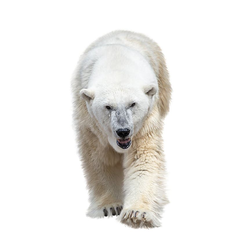Large Polar Bear Isolated on White Stock Image - Image of large ...