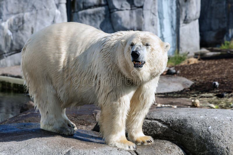 A Large Polar Bear Stands on Rocks Stock Image - Image of north, teddy ...