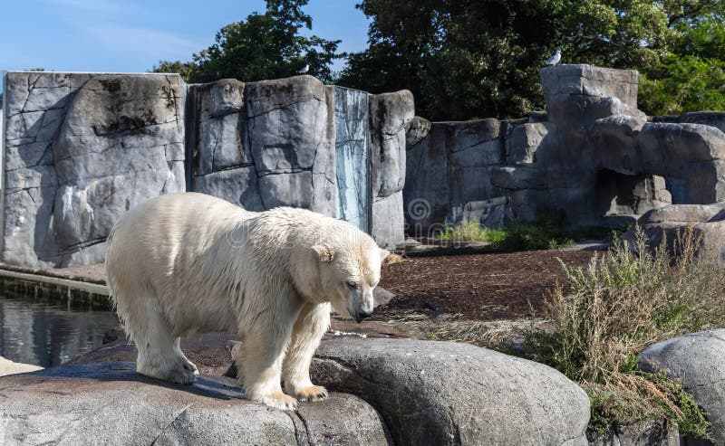 A Large Polar Bear Stands on Rocks Stock Image - Image of furry ...