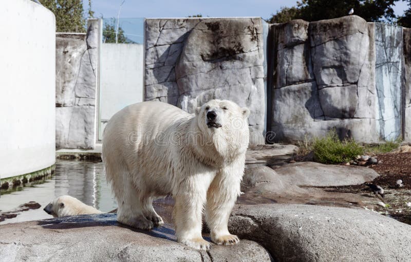 A Large Polar Bear Stands on Rocks Stock Image - Image of standing ...