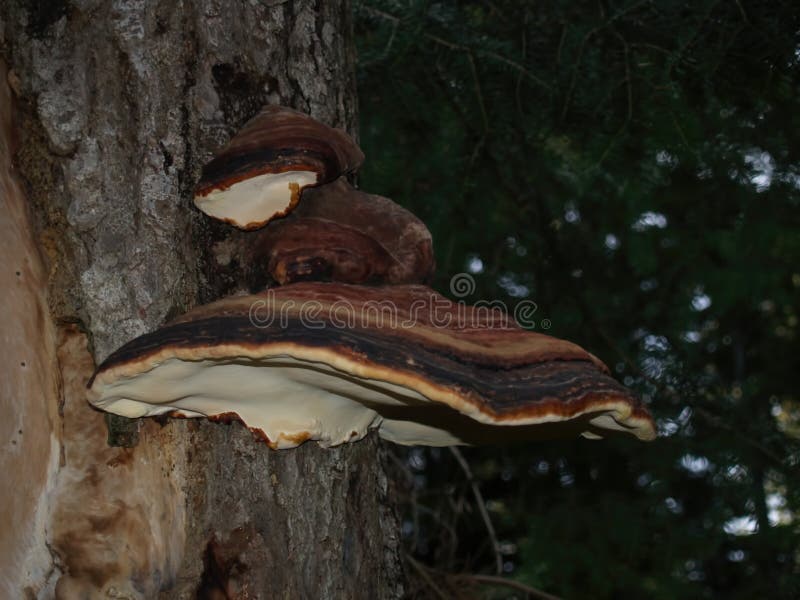 Large Polypore on a Tree in a Forest Stock Photo - Image of leaf, grass ...