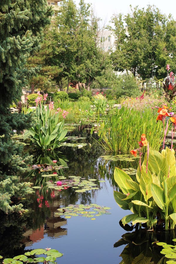 A Large Pond Filled with Various Flowering Plants Stock Image - Image ...
