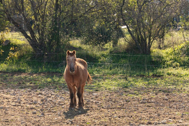 Large pony standing stock image. Image of mammal, grass - 203770557