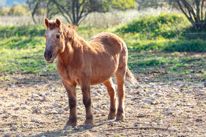 Large pony standing stock image. Image of rural, animal - 201714075