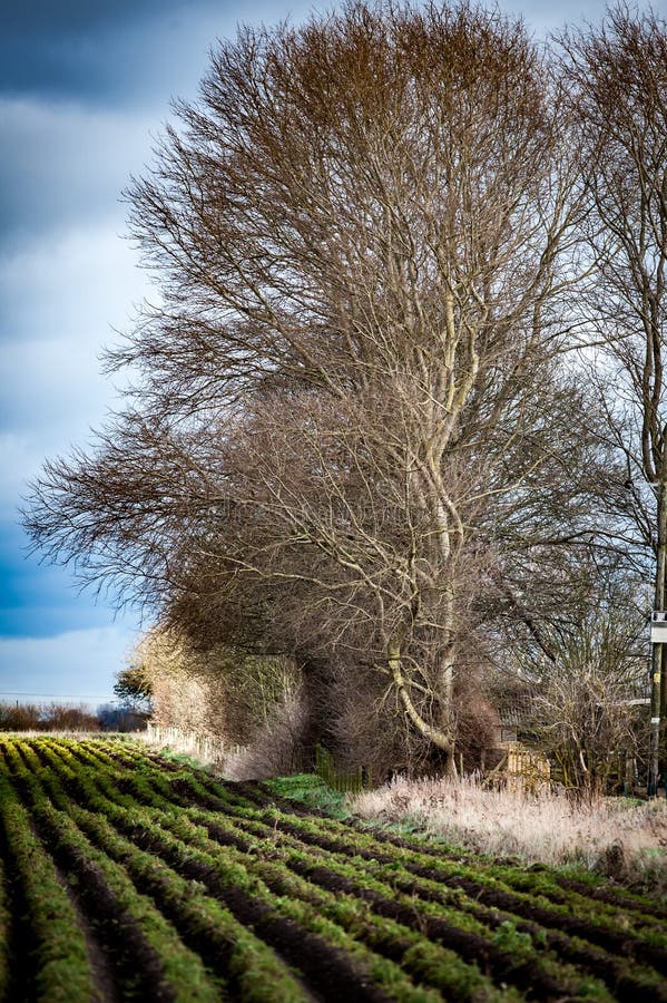 Poplar tree stock image. Image of fenland, environment - 77013267