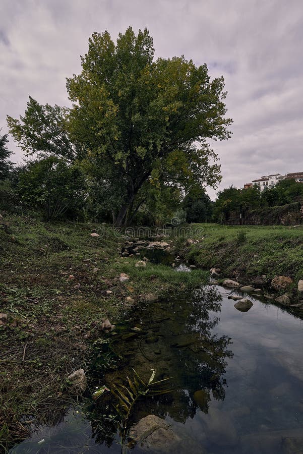 A Large Poplar Tree, on a Stream Bed Stock Photo - Image of huge ...