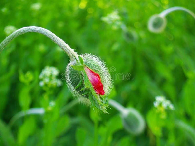 Poppy Bulb Close With Green Cover Stock Image - Image of plant, right ...