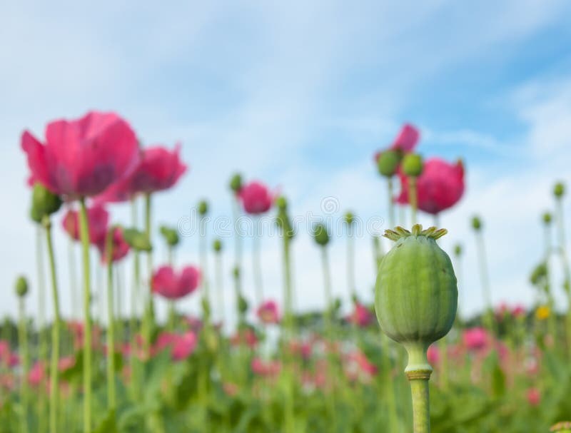 Large poppy seed pod stock photo. Image of leaves, cultivating - 25567046