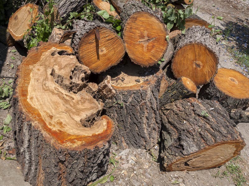 Large Portions of a Tree Cut Down Stock Photo - Image of pieces ...