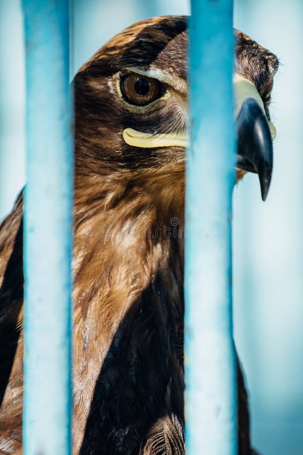 Large Portrait of a Hawk Who Sits in a Cage Stock Image - Image of blue ...