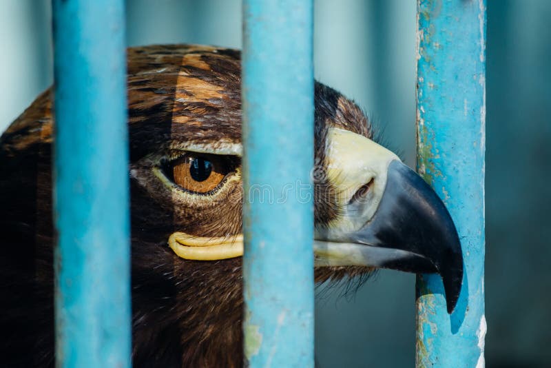 Large Portrait of a Hawk Who Sits in a Cage Stock Image - Image of ...