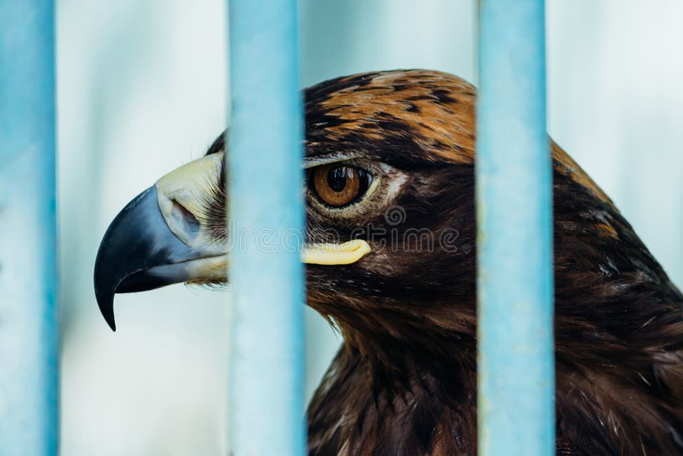 Large Portrait of a Hawk Who Sits in a Cage Stock Image - Image of ...