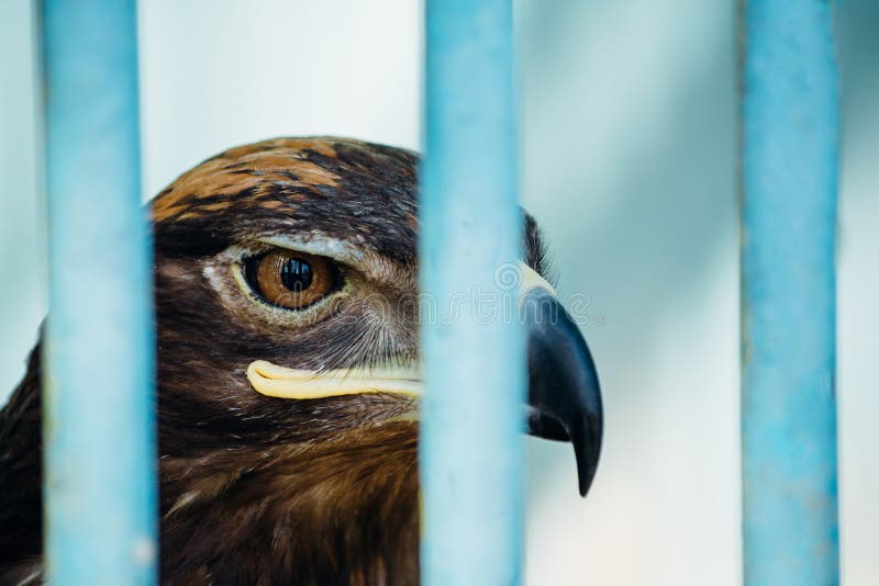 Large Portrait of a Hawk Who Sits in a Cage Stock Photo - Image of beak ...