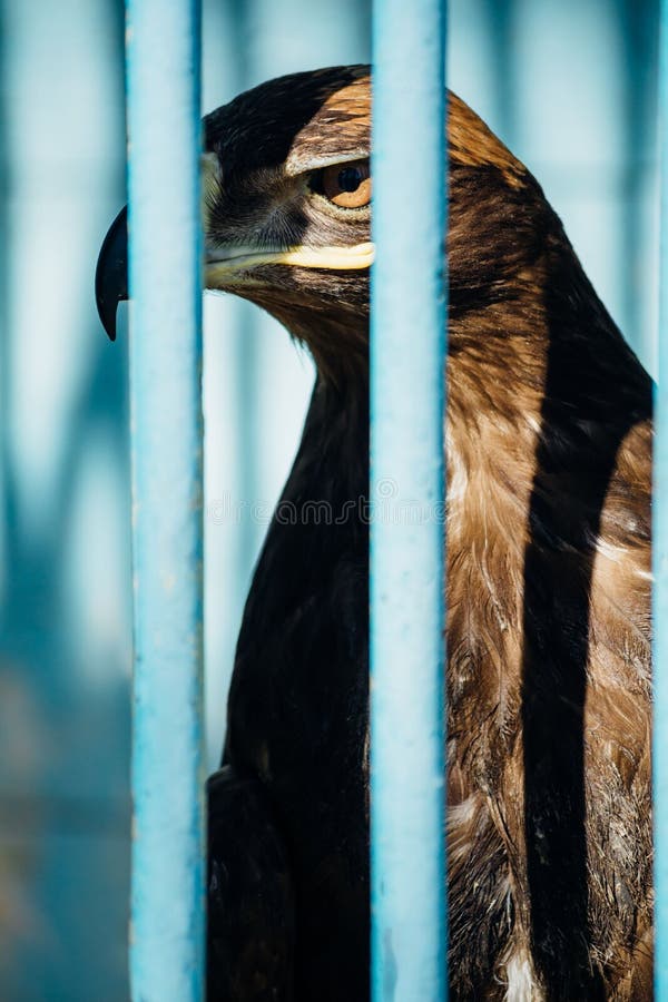 Large Portrait of a Hawk Who Sits in a Cage Stock Photo - Image of ...
