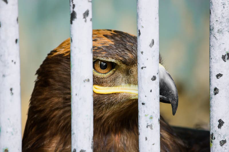 Large Portrait of a Hawk Who Sits in a Cage Stock Image - Image of ...