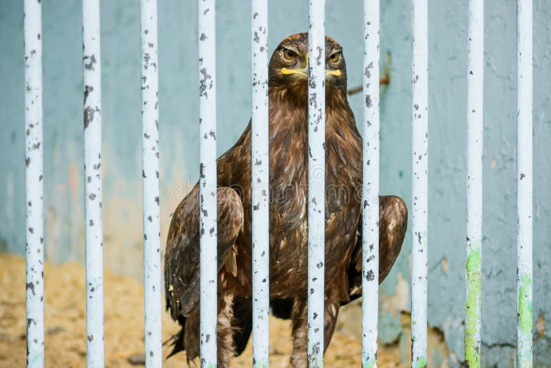 Large Portrait of a Hawk Who Sits in a Cage Stock Photo - Image of ...