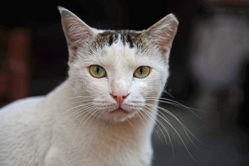 Large Portrait of a White Cat Stock Photo - Image of adorable, mammal ...