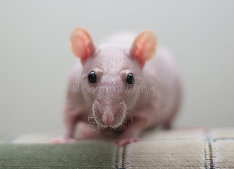 Large Portrait of a White Decorative Rat Stock Photo - Image of mouse ...