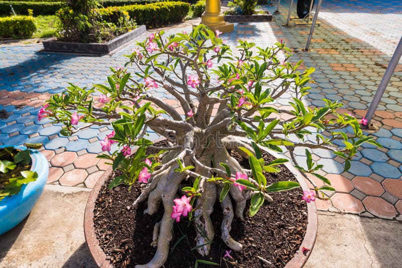 A Large Pot of Adenium Flowers Stock Image - Image of botanical ...